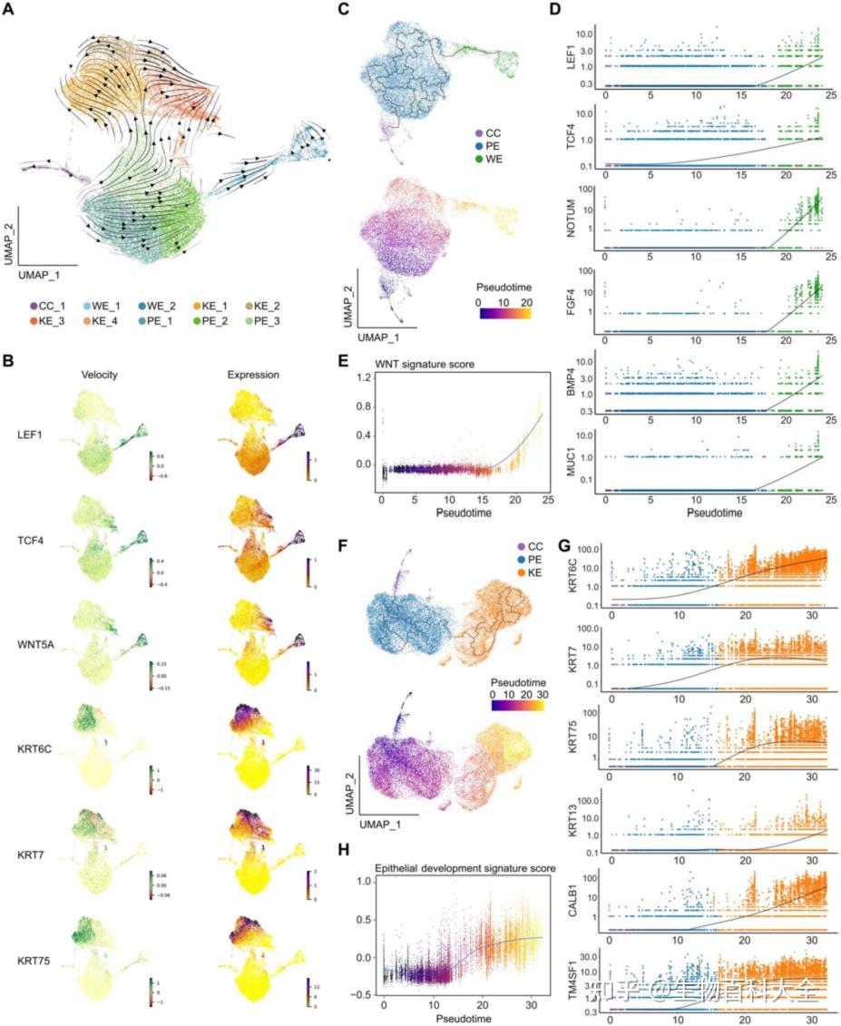 单细胞项目文章 | 造釉细胞型颅咽管瘤单细胞测序揭示肿瘤异质性及肿瘤微环境特征 - 知乎