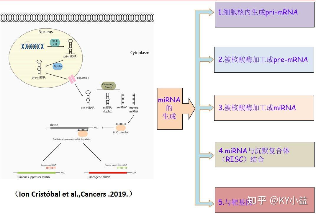 miR-RNA在癌症领域的研究~（前沿篇） - 知乎