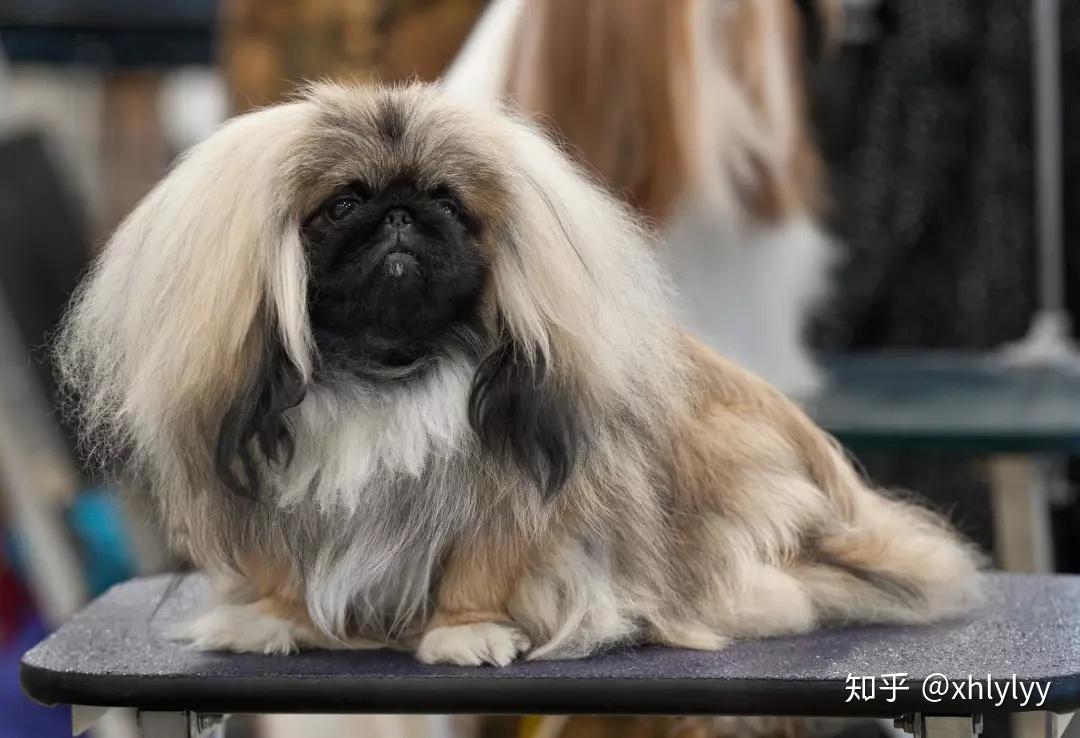 中华田园犬啊，你竟然不是个品种！ - 知乎