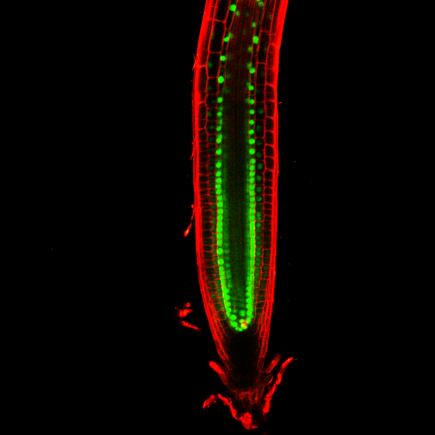拟南芥根的发育---Radial patterning 1（SCR,SHR的发现和克隆） - 知乎