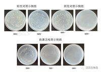 Y1HGold-pAbAi酵母单杂互作验证流程图 - 知乎