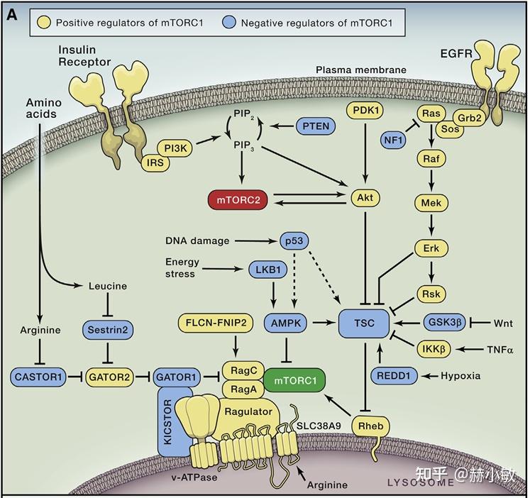 综述浅读| mTOR到底是个啥 - 知乎