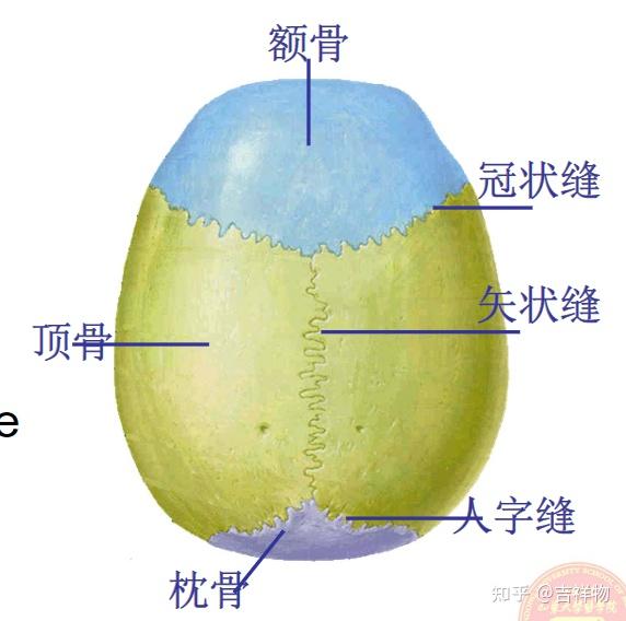 系统解剖学笔记1 颅骨 知乎