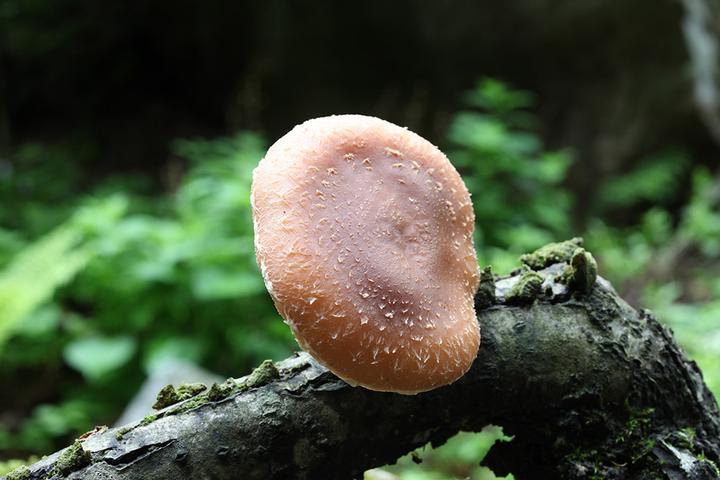 Flink sink to StarRocks-2 - 知乎