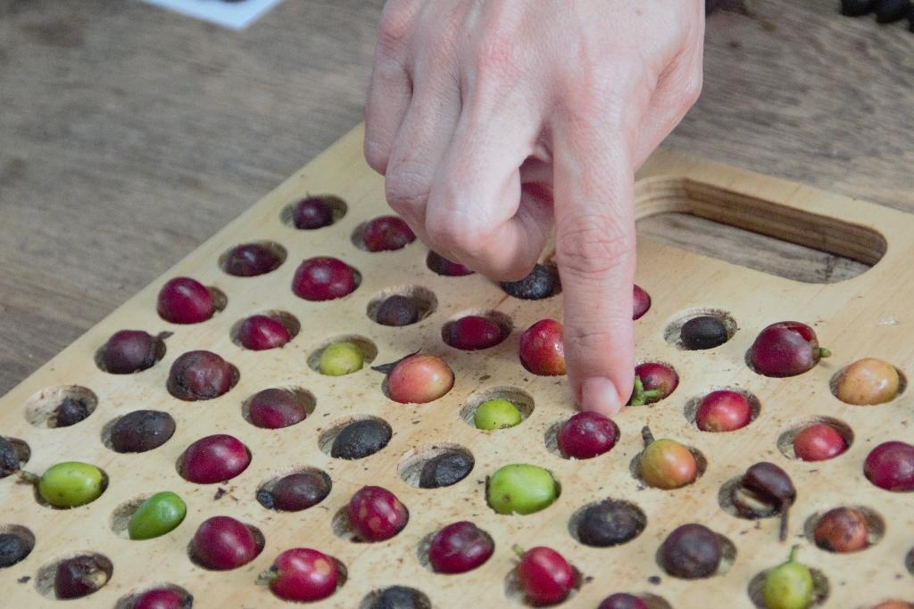 Q Grader 概述 - 知乎