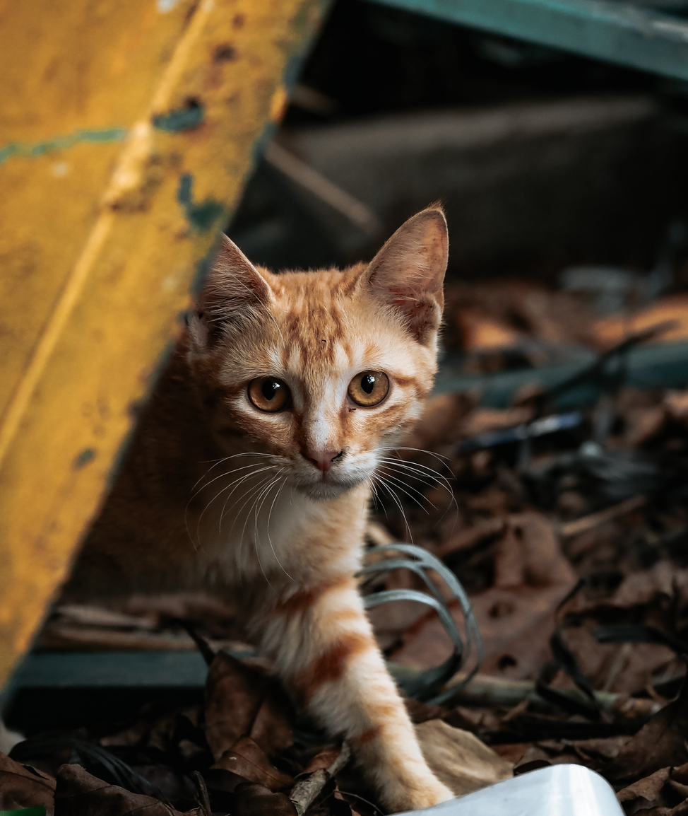 请问一下各位大佬，准备入手奥林巴斯，不过在 EM-12,EM-53,EM-52,EM-10四代中纠结? - 知乎