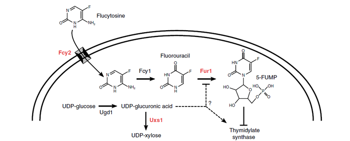 NC：隐球菌错配修复缺失与Uxs1失活为产生5-FC耐药性原因 - 知乎