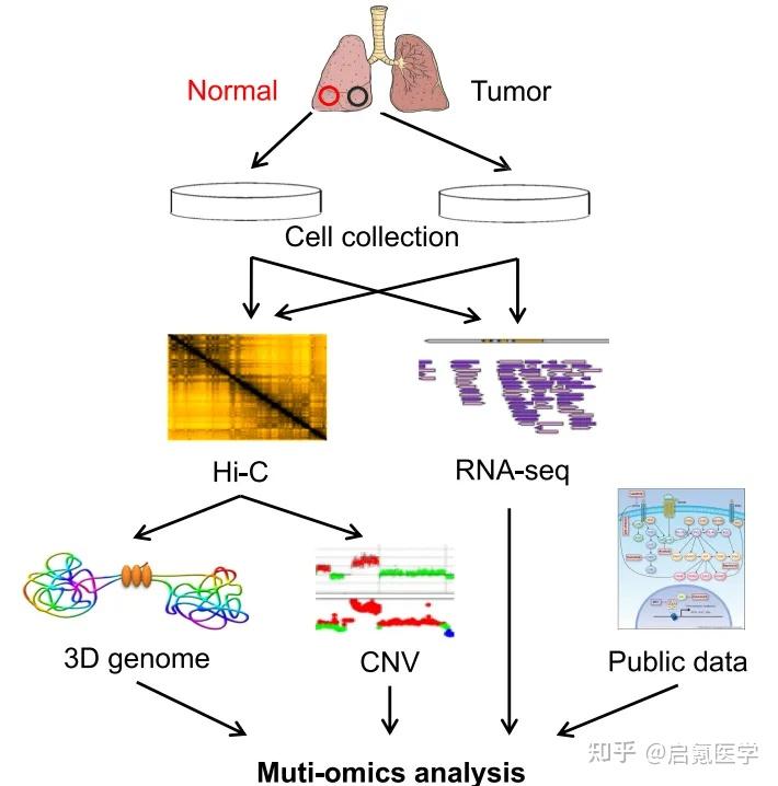 三维基因组学技术及其在疾病研究中的应用 - 知乎