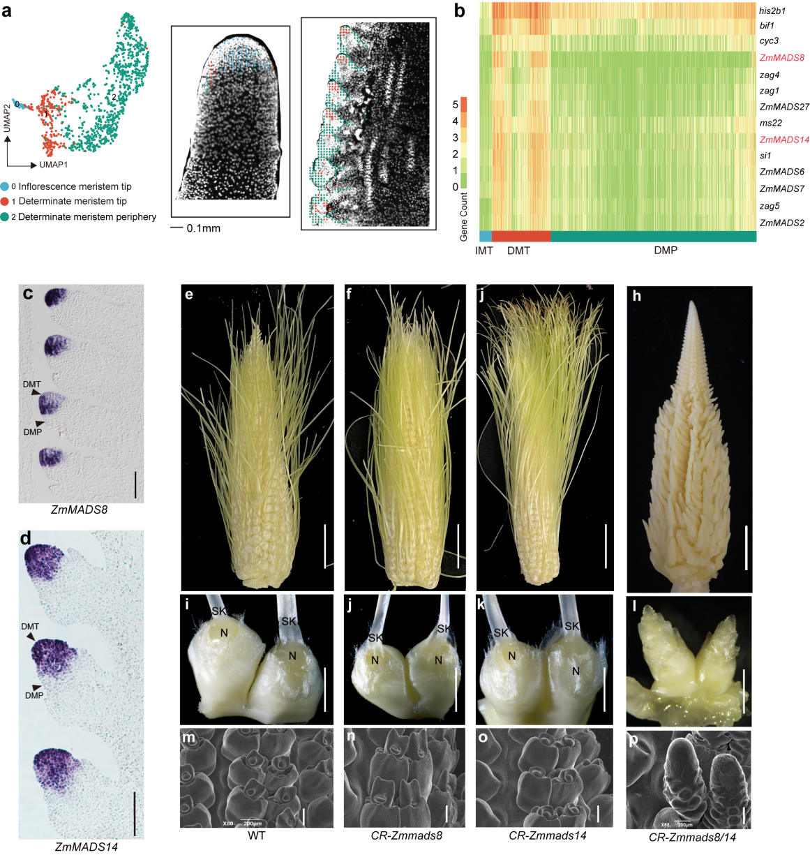 Nat Plants | Stereo-seq助力构建玉米雌穗的空间转录组图谱 - 知乎