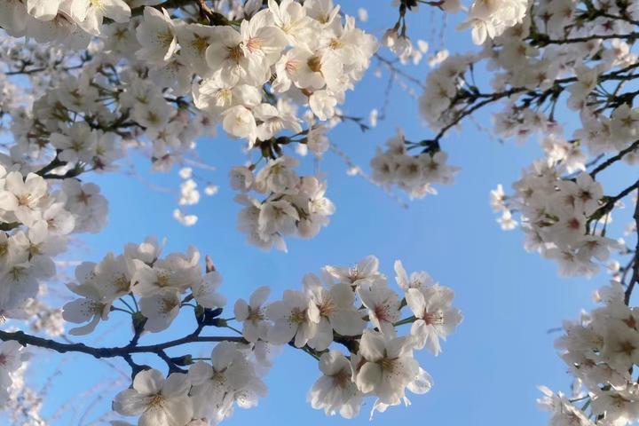 法律词意辨析之Parricide、Patricide和Parenticide - 知乎