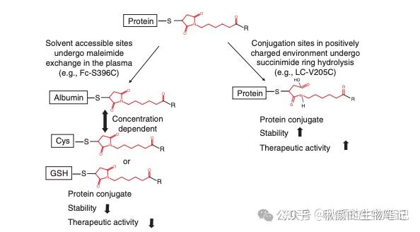 ADC| 从头解析Genetech的THIOMAB定点偶联ADC技术平台 - 知乎