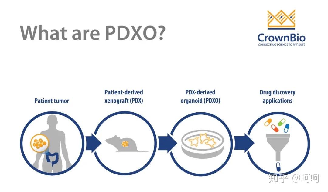PDX和PDO我知道了，什么是PDXO？ - 知乎