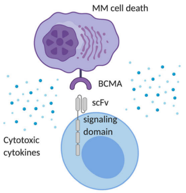 肿瘤免疫靶点｜BCMA（1） - 知乎