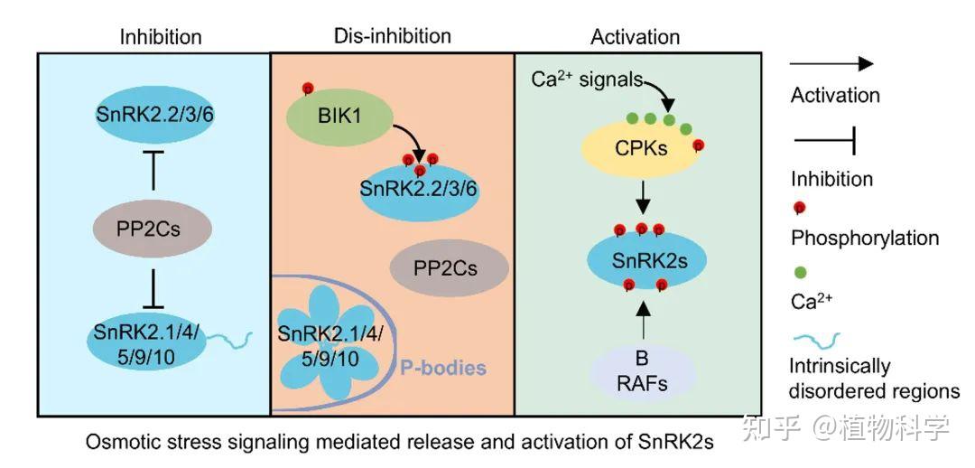 Science Advances | 中国科学院分子植物卓越中心赵杨研究组揭示SnRK2激酶感知大分子聚集信号介导渗透胁迫下解抑制过程 - 知乎