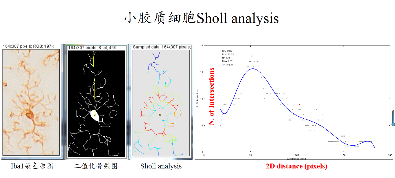 有哪些实用的ImageJ使用技巧？ - 知乎