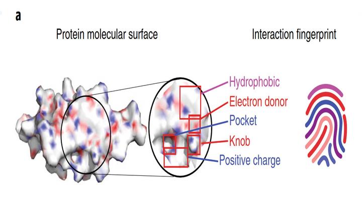 【AIDD系列】MaSIF系列论文详解，揭开蛋白表面指纹的面纱 - 知乎