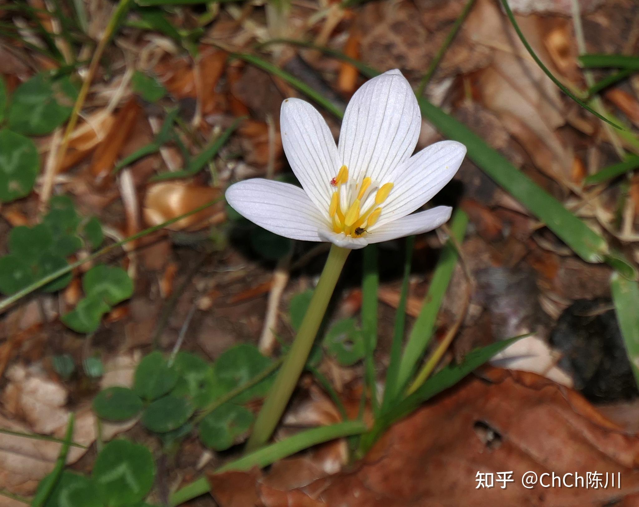 多肉植物全图鉴17：秋水仙科（Colchicaceae），秋水仙属（Colchicum） 原始种A-H - 知乎