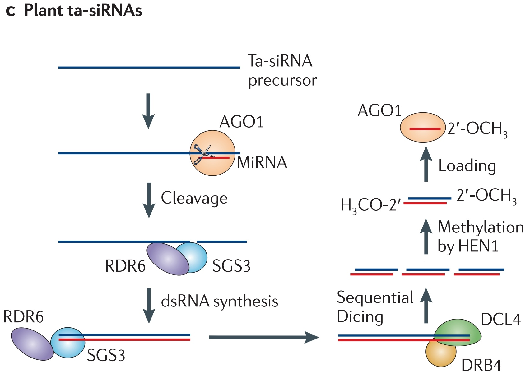 RNA干扰（一）——mi-！si-！pi-！ - 知乎