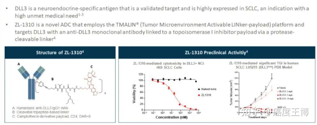 新药报道！DLL3抗体偶联药ZL-1310治疗多种治疗无效的小细胞肺癌，近50%患者病灶大幅度缩小或消失！ - 知乎