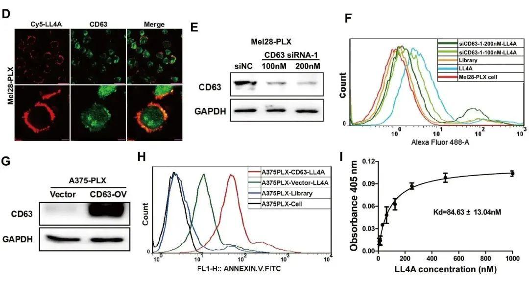 CD63：早期诊断和精准治疗的冉冉新星 - 知乎