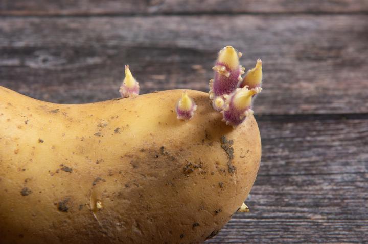 发芽的土豆有毒？这9种食物吃错会“中毒”，谨慎食用！ - 知乎