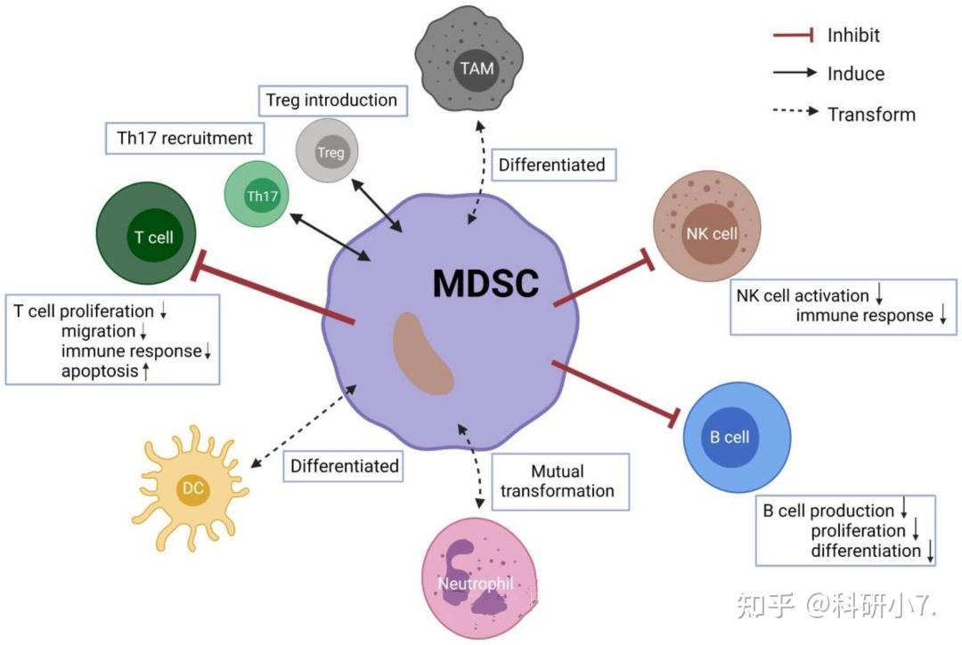 【国自然热点解读】揭秘肿瘤微环境中的“暗夜行者” —— 髓系来源抑制细胞（MDSCs） - 知乎
