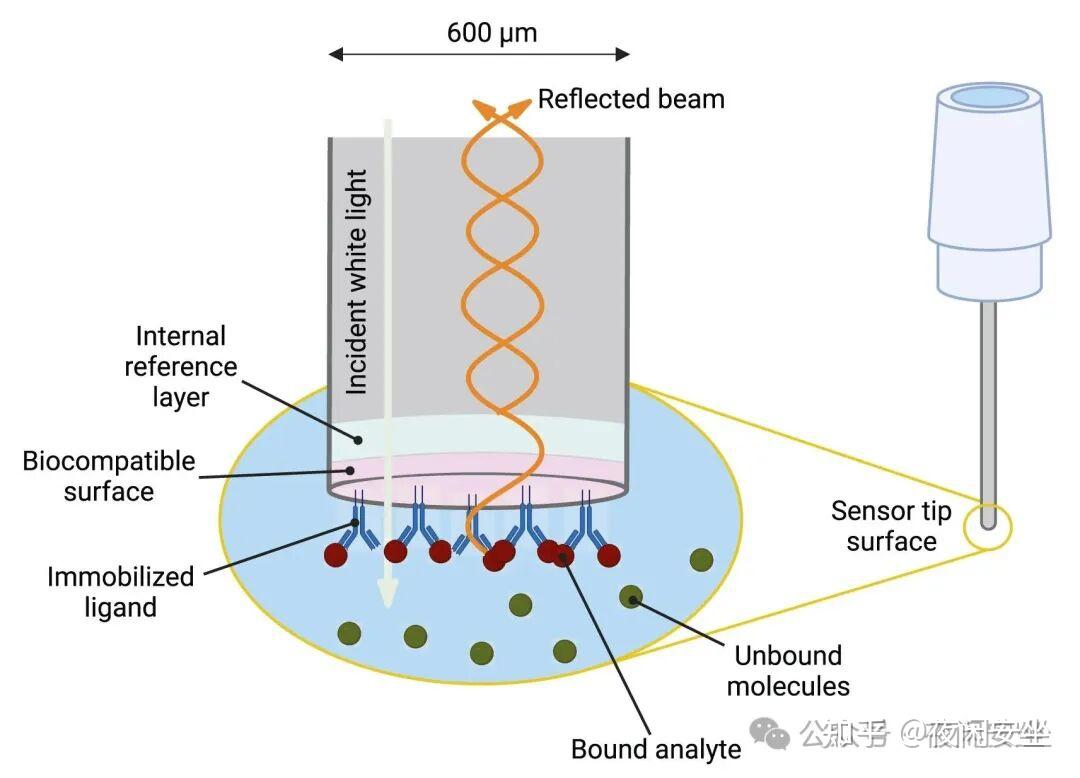 分子间相互作用技术-生物层干涉法（BLI） - 知乎