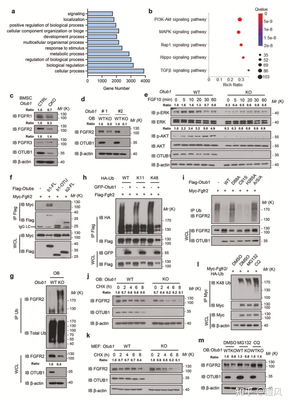 OTUB1通过稳定FGFR2促进成骨细胞骨的形成 - 知乎