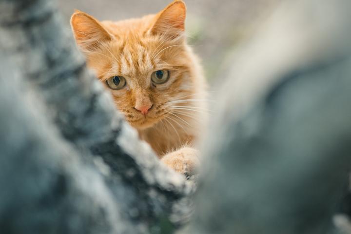 KataGo 一些软件使用的分享 - 知乎