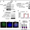 DNA Pull down实验技术介绍 - 知乎