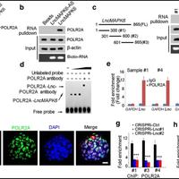 RNA-RNA pull down实验方法及检测报告 - 知乎