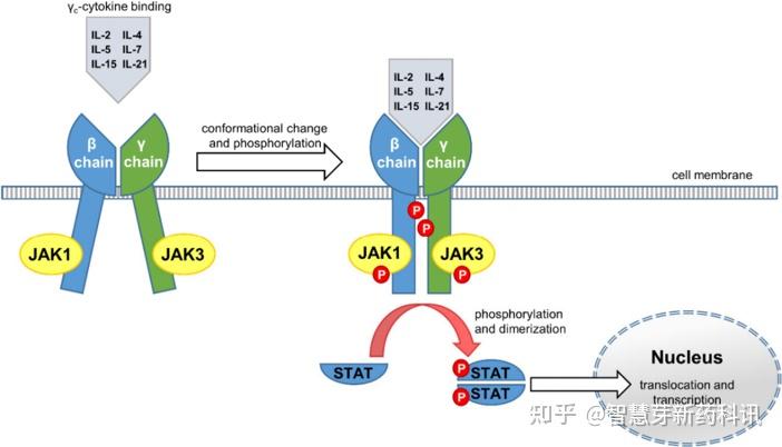 冉冉升起，JAK3能否复制TYK2的成功？ - 知乎