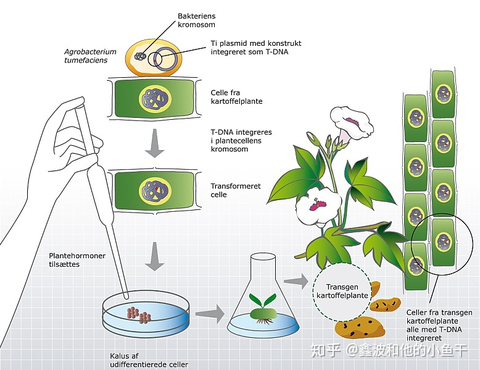 pJOE8999枯草芽孢杆菌CRISPR-Cas9系统基因编辑载体 - 知乎