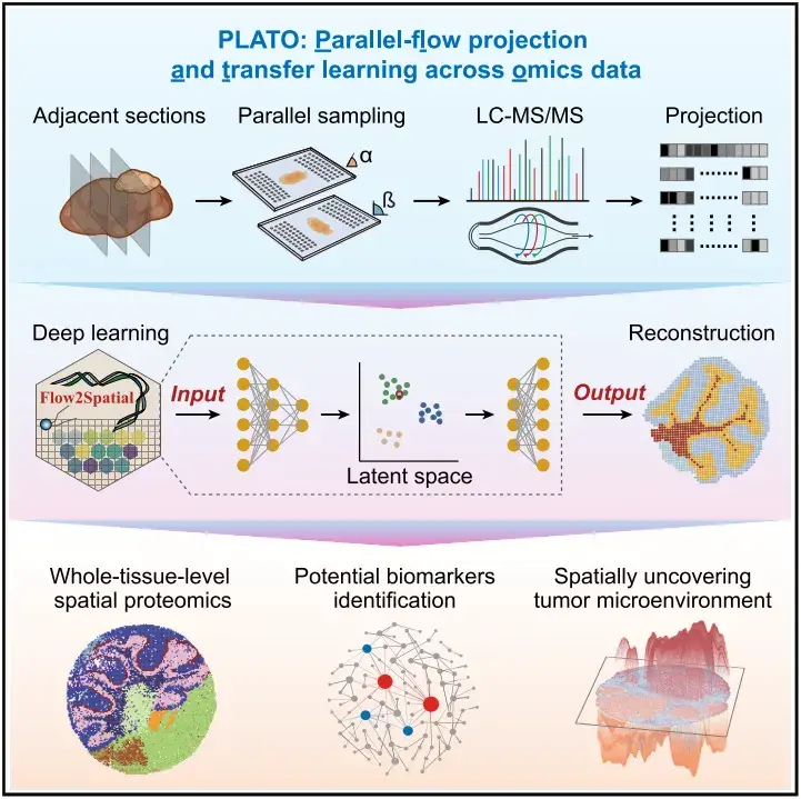 Cell | 中科院动物所赵方庆/冀培丰发表空间蛋白质组学重磅新成果 - 知乎