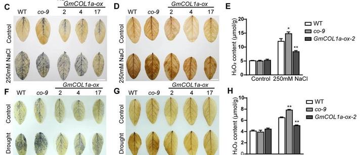 CONSTANS-LIKE 1a 正向调节大豆的耐盐耐旱性 - 知乎