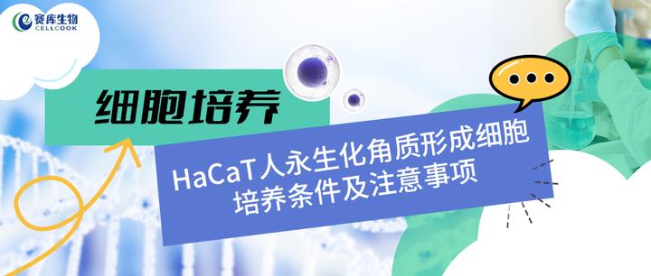 如何培养HaCaT人永生化角质形成细胞？它的培养条件及注意事项~ - 知乎