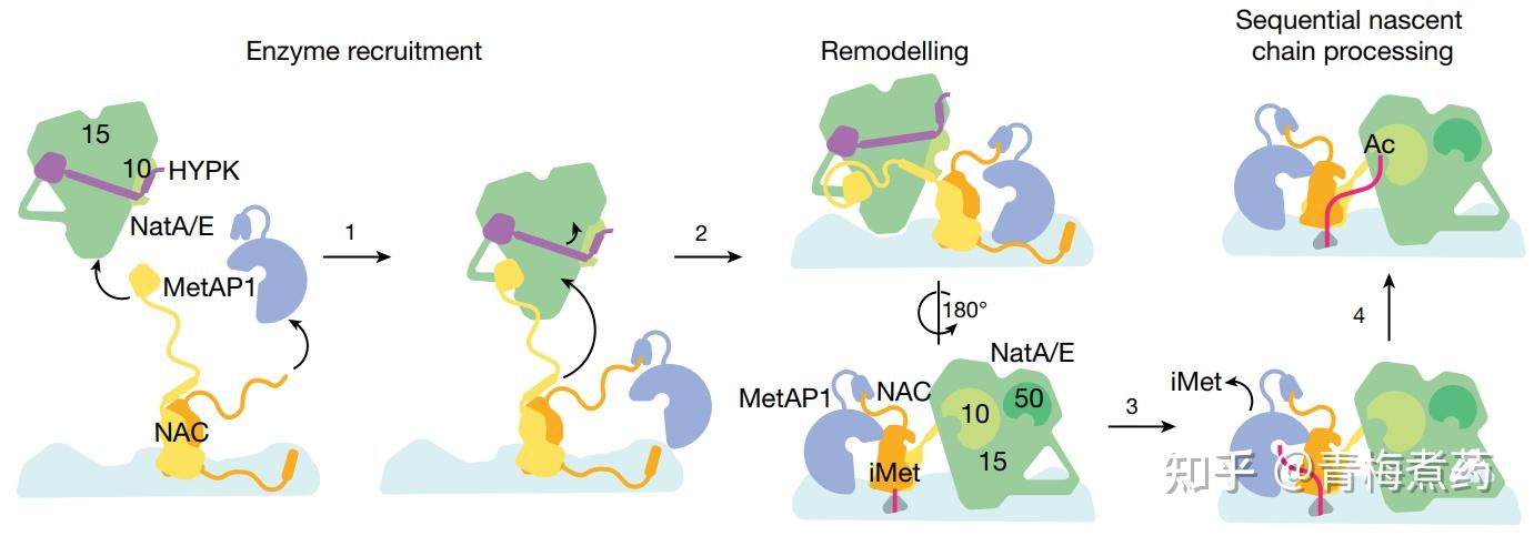 自然||NAC引导核糖体多酶复合体进行新生蛋白质加工