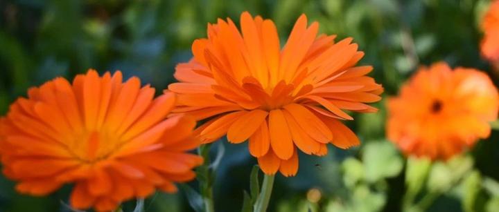 一文搞清楚什么是SCI、SSCI、CSSCI、C刊、核心期刊？ - 知乎