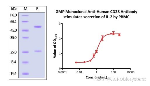 【新品来袭】GMP 级别抗CD28抗体 | OKT3抗体！ - 知乎