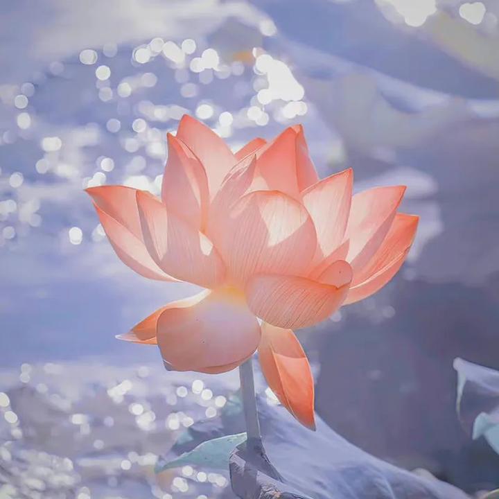 【紫睿心语】如何获得和平、宁静与快乐 - 知乎