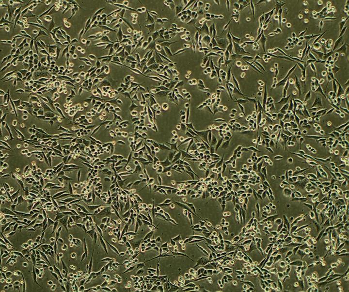 专题 I 支气管上皮细胞:BEAS-2B - 知乎