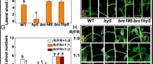 【PNAS】HY5通过整合依赖BRC1的激素信号，从而在番茄芽的生长过程中发挥作用 - 知乎