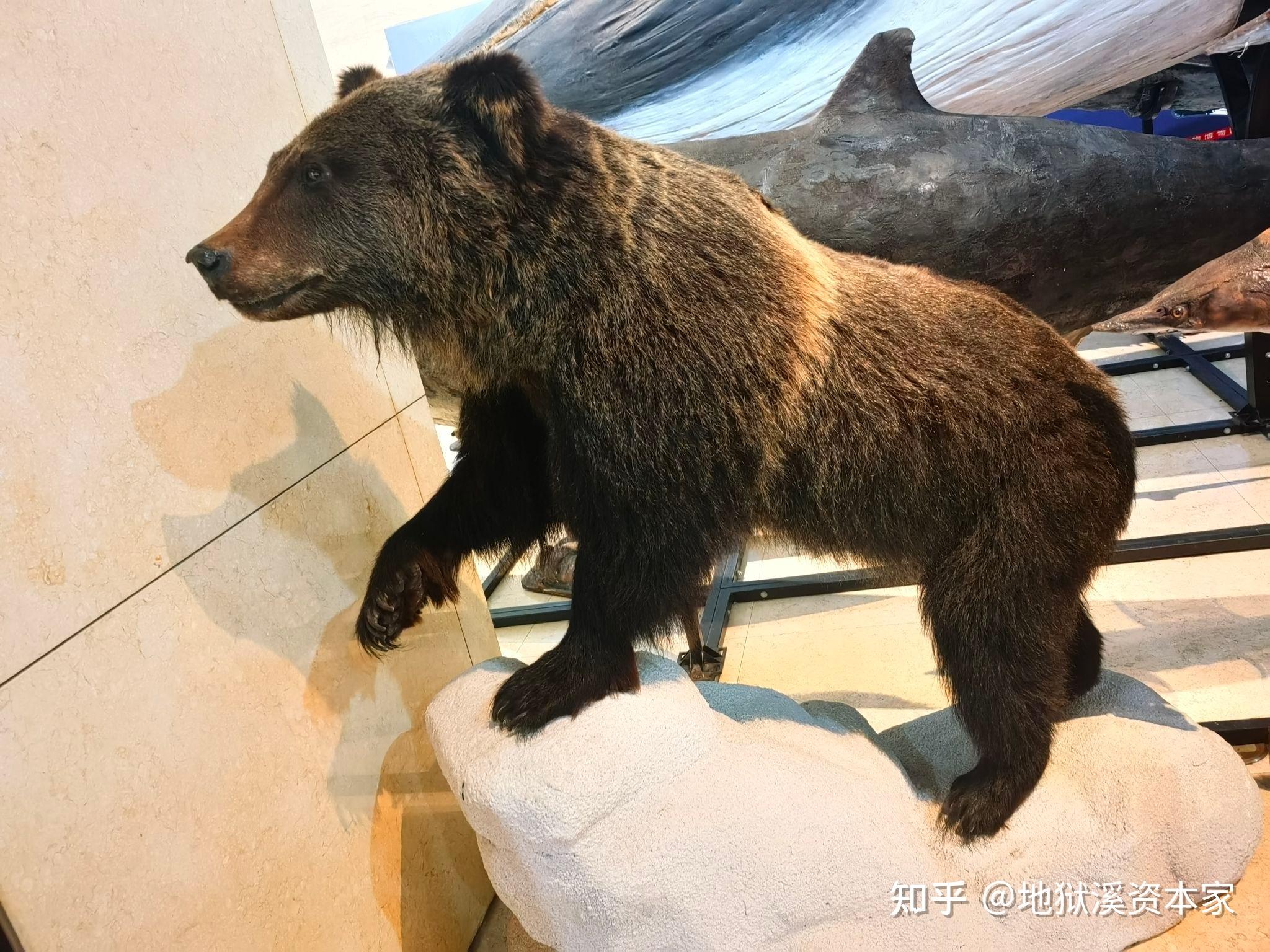 棕熊和黑熊之间有什么不同？ 知乎