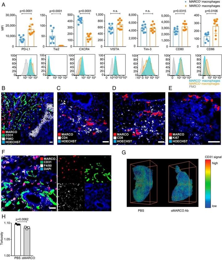 PNAS最新成果：癌症免疫疗法新兵——MARCO抗体 - 知乎