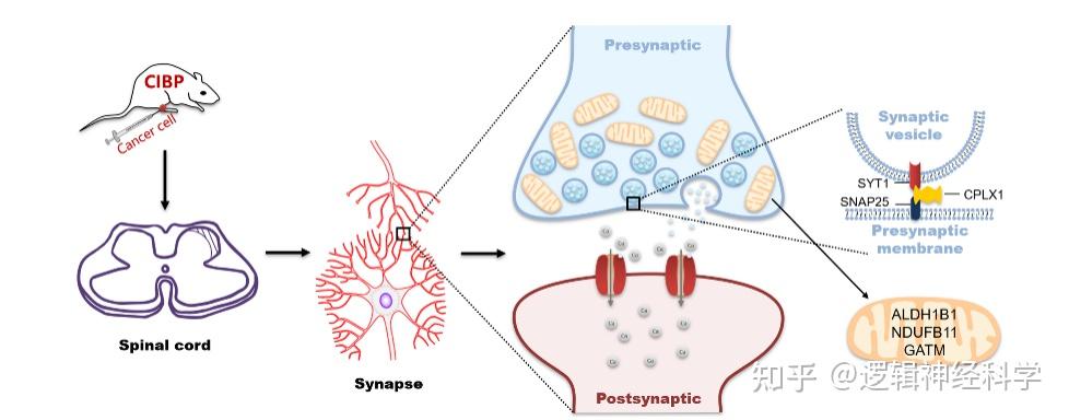 Front Mol Neurosci︱湖北科技学院医学部朱海丽团队揭示骨癌痛大鼠脊髓组织蛋白质 组学变化 - 知乎