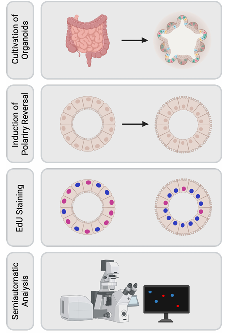 JoVE Protocol | 快速构建 “顶端向外 肠类器官及 EdU 检测步骤 - 知乎