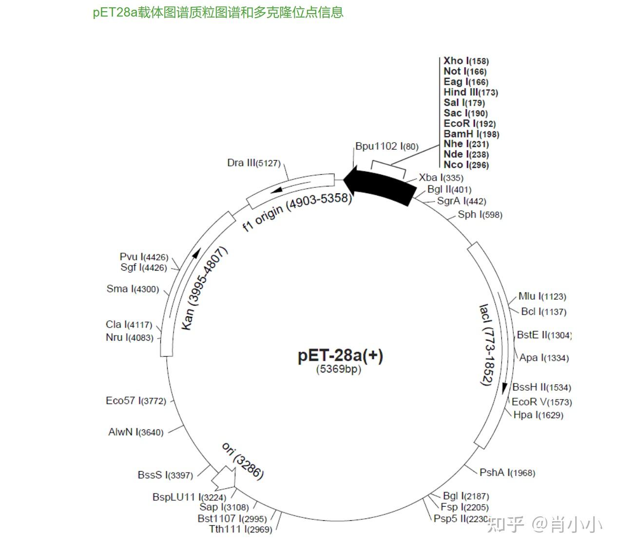 如何使用一个质粒载体同时表达两个基因？ - 知乎