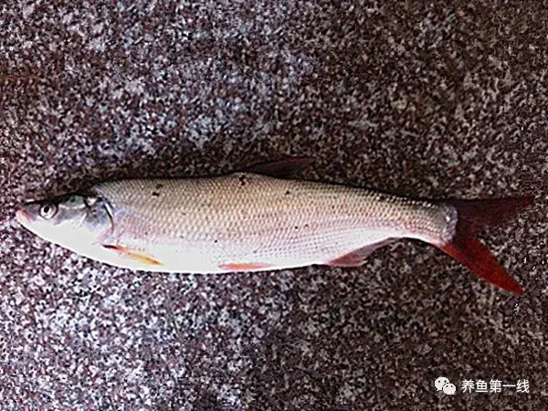 鲤科雅罗鱼亚科7种：丁鱥（丁桂）、赤眼鳟、鳡鱼、鯮鱼、鳤鱼、赤梢鱼、拟赤梢鱼 - 知乎