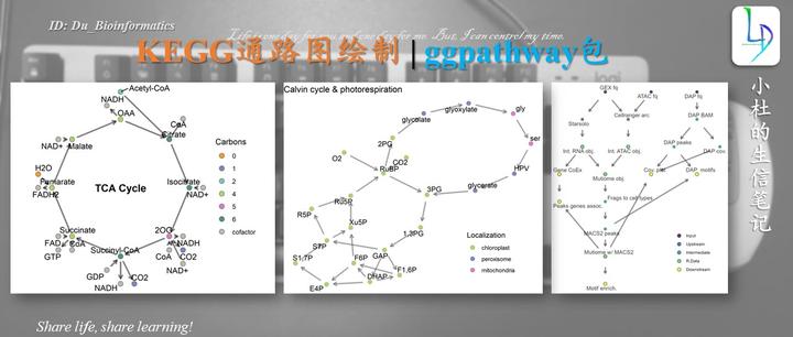 KEGG通路图绘制 | ggpathway包 - 知乎
