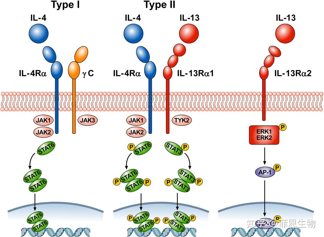 白介素IL-13生物学功能及其受体信号通路 - 知乎
